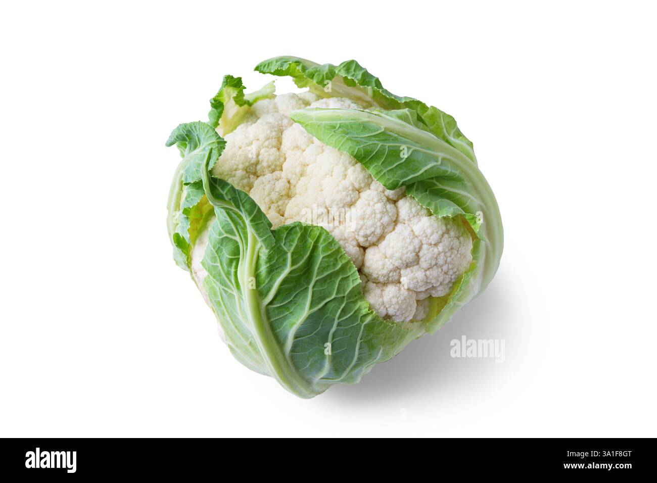 Whole head of organinc fresh raw cauliflower with green leaves close up ...
