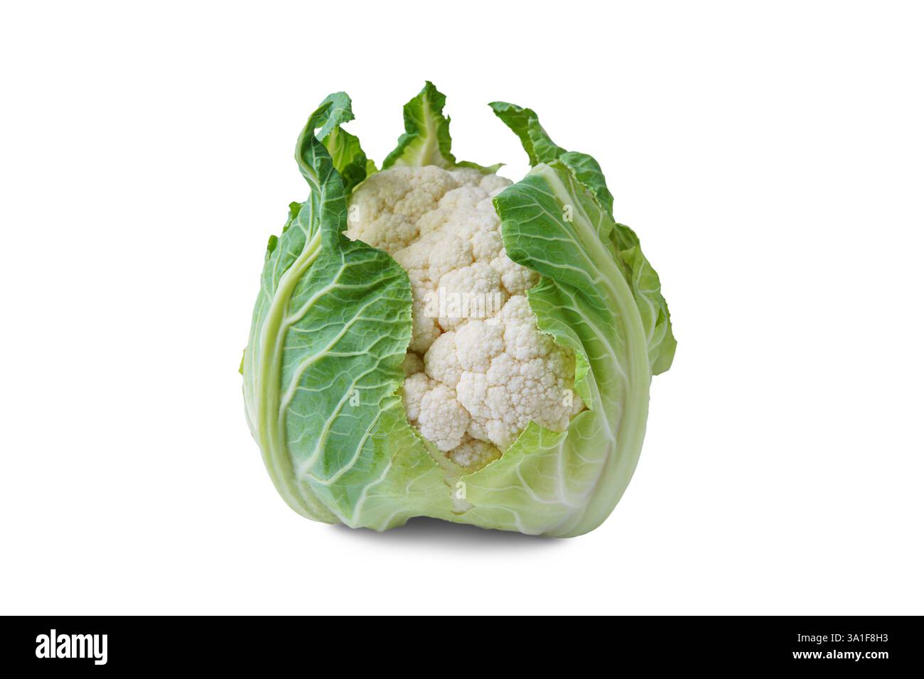 Whole head of organinc fresh raw cauliflower with green leaves close up ...