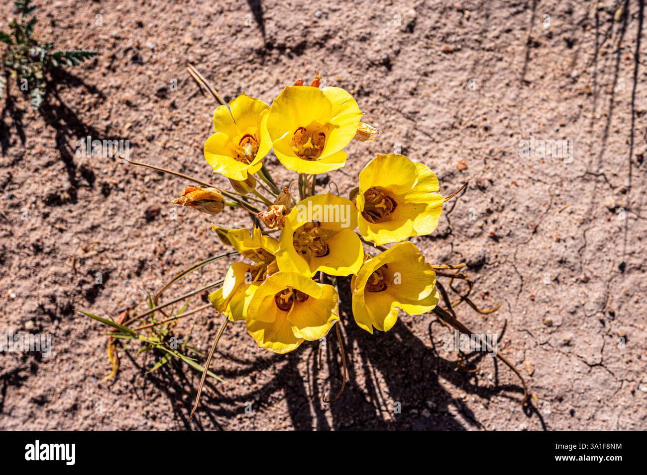 Beautiful wildflowers growing in the semi-arid grasslands of Petrified ...