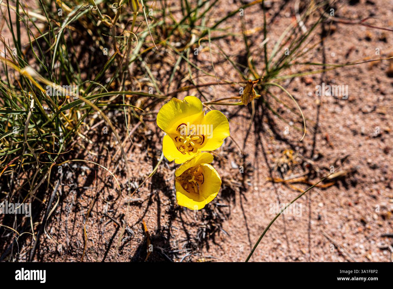 Beautiful wildflowers growing in the semi-arid grasslands of Petrified ...