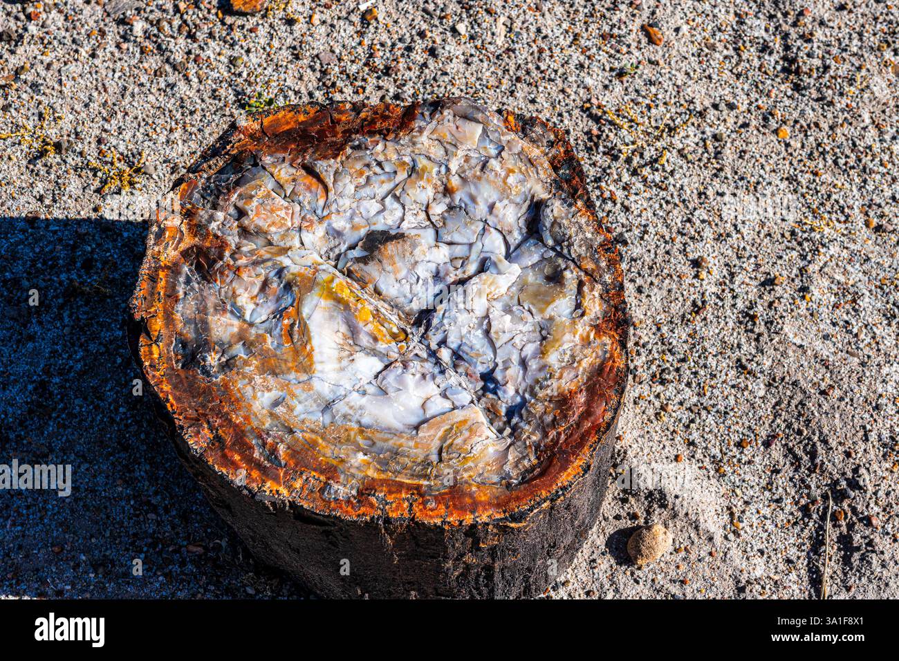 Giant Logs Trail is a short loop to view large logs of petrified wood ...