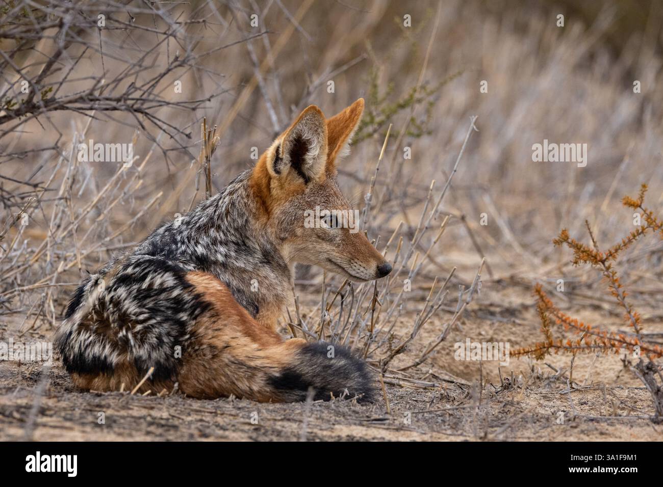 Black-backed jackal (Canis mesomelas) side profile while lying down in ...