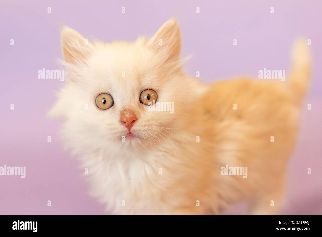 A cute ginger ragdoll crossbreed kitten in front of purple studio ...