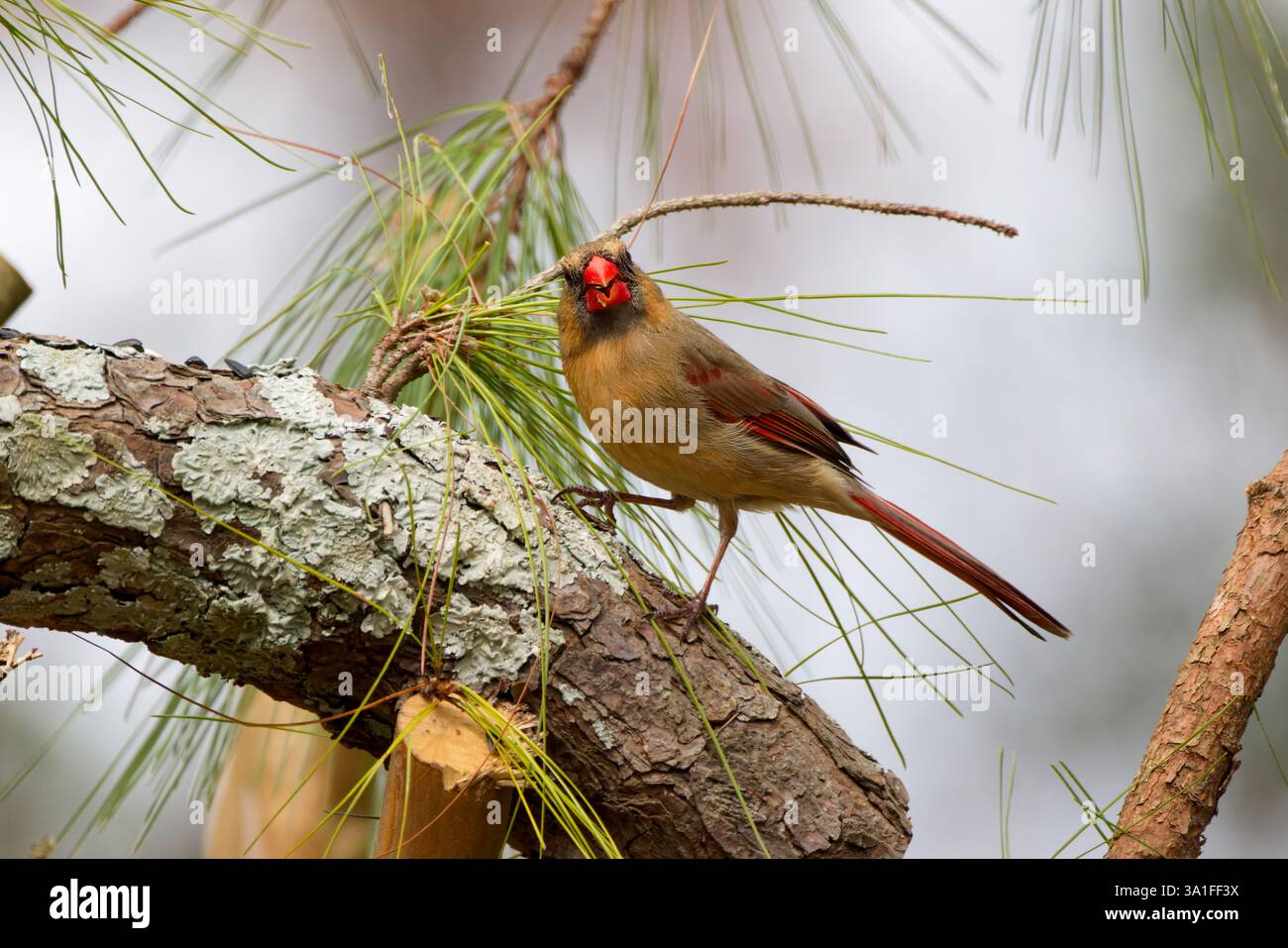 The Northern Cardinal (Cardinalis cardinalis) on Eastern White Pine ...