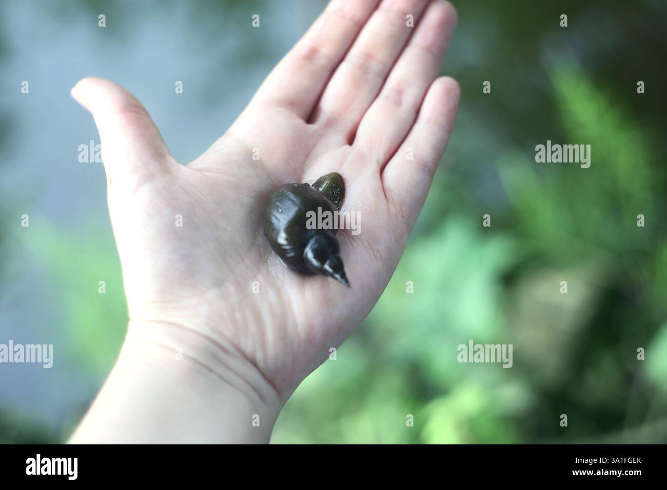Top view freshwater snail hi-res stock photography and images - Alamy