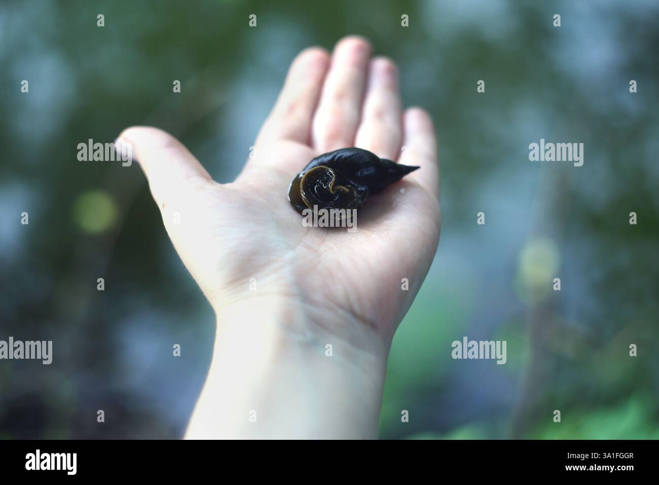 Top view freshwater snail hi-res stock photography and images - Alamy