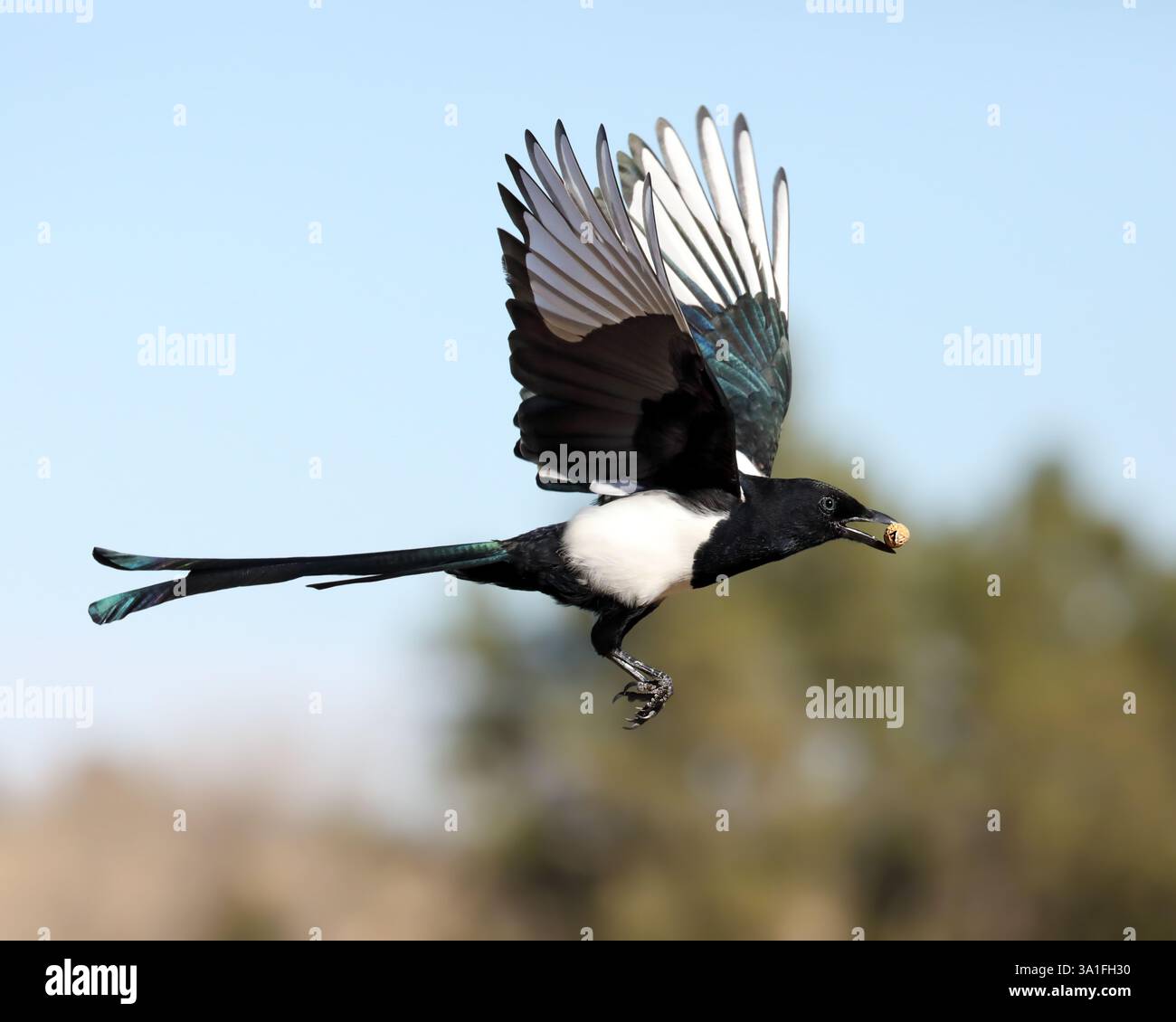 Magpies eating in nature hi-res stock photography and images - Alamy