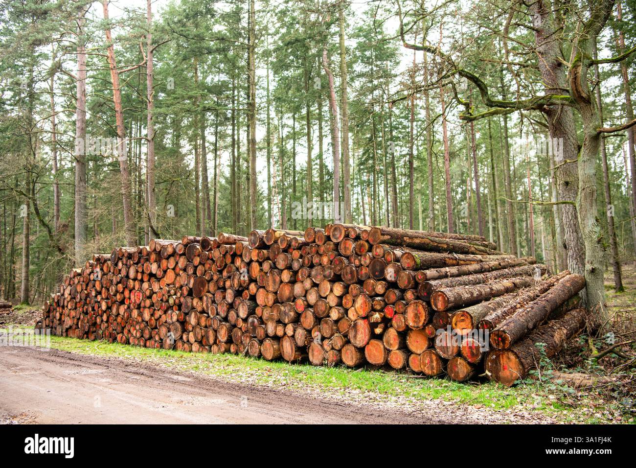 Wood log, timber logging. Harvest of timber. Lumber industry business ...