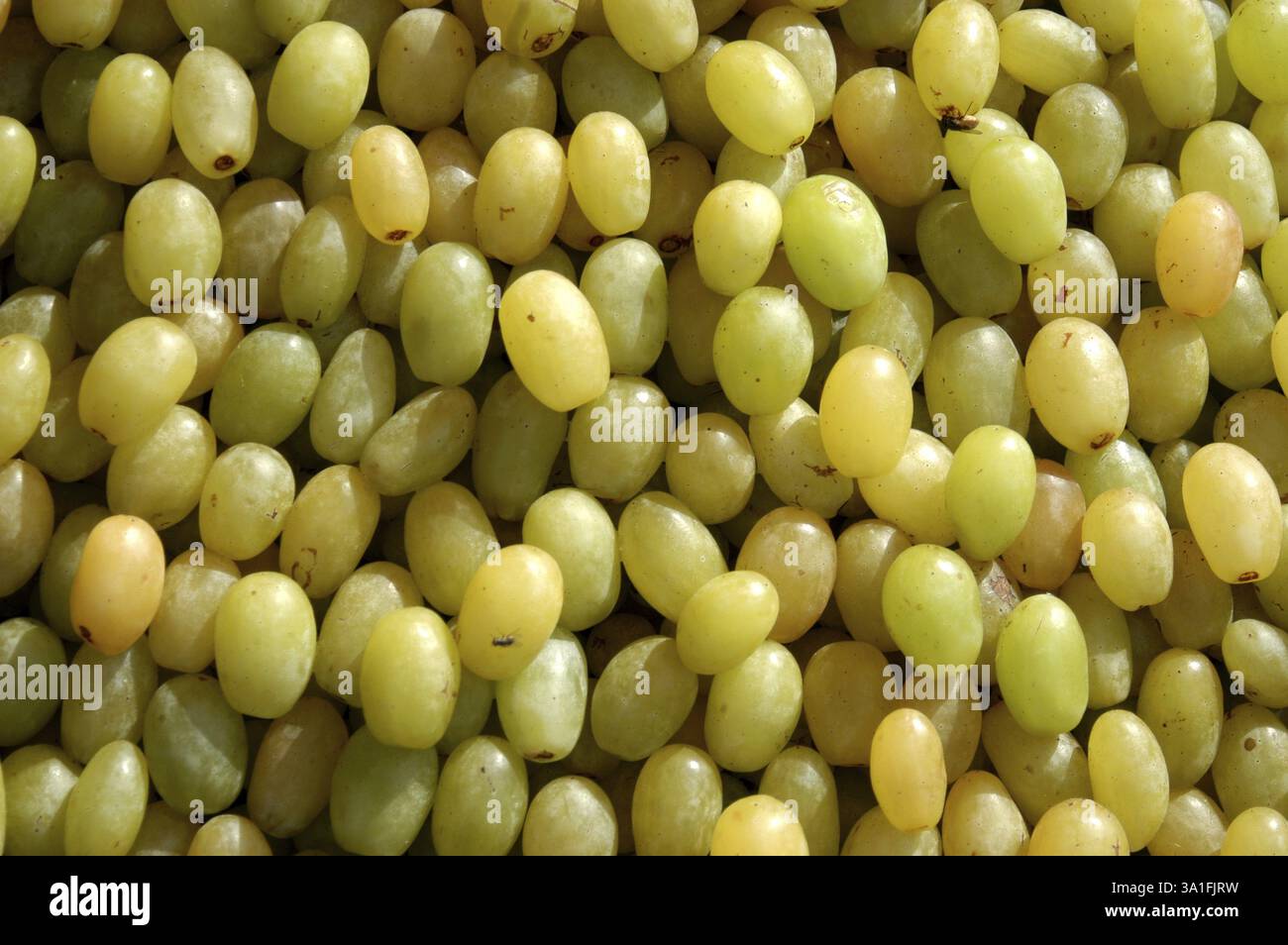 Fruits, Indian Green Grapes Stock Photo - Alamy