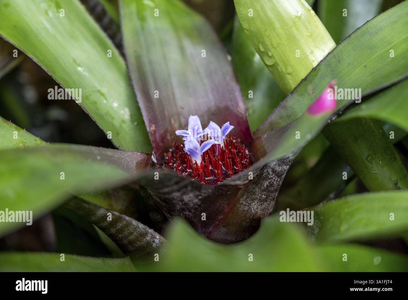 Flowers of a nest bromeliad, epiphyte from the Bromeliaceae family ...