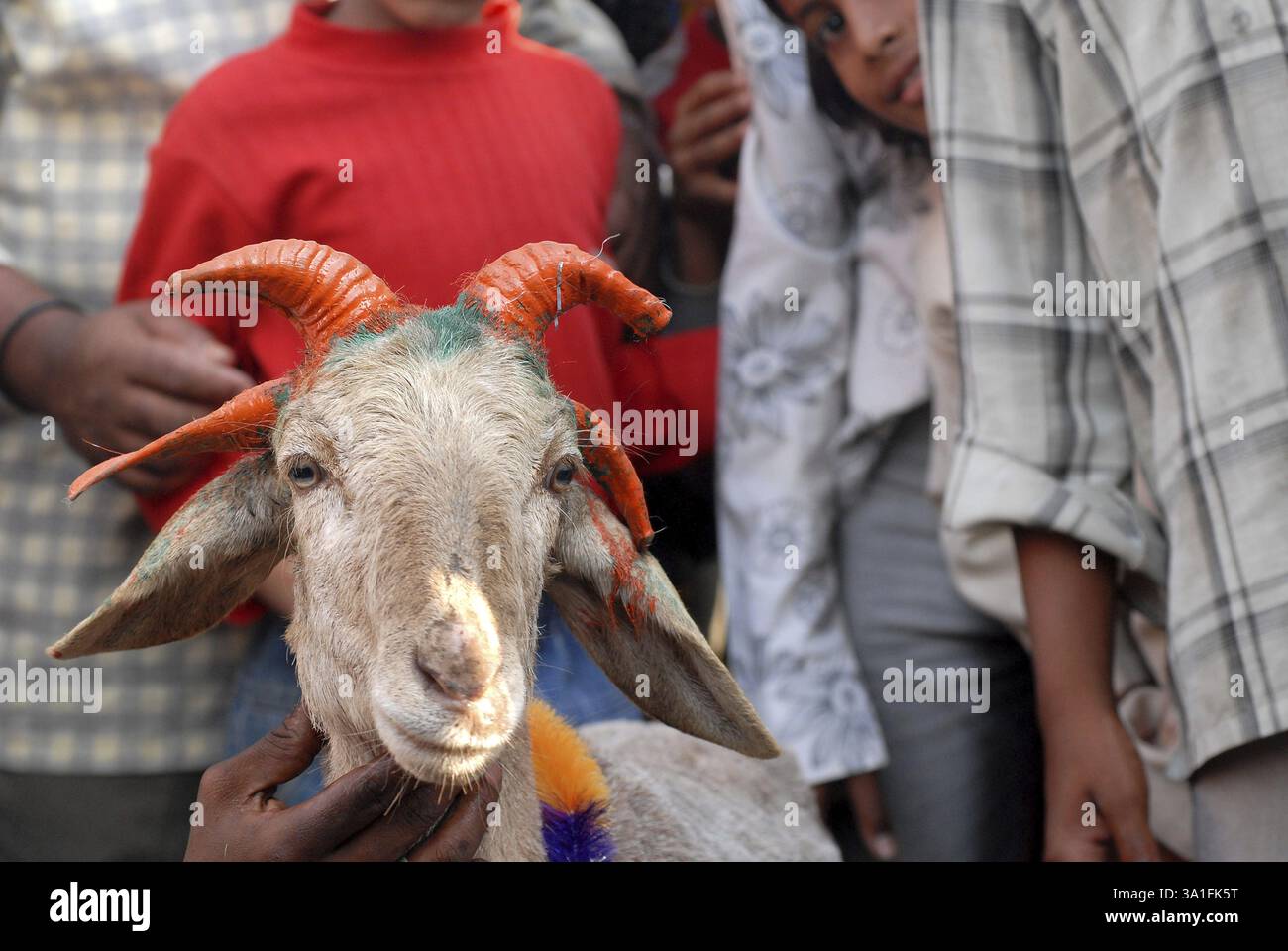 A four horned sacrificial goat put up for sale for Bakri Idd at Deonar ...