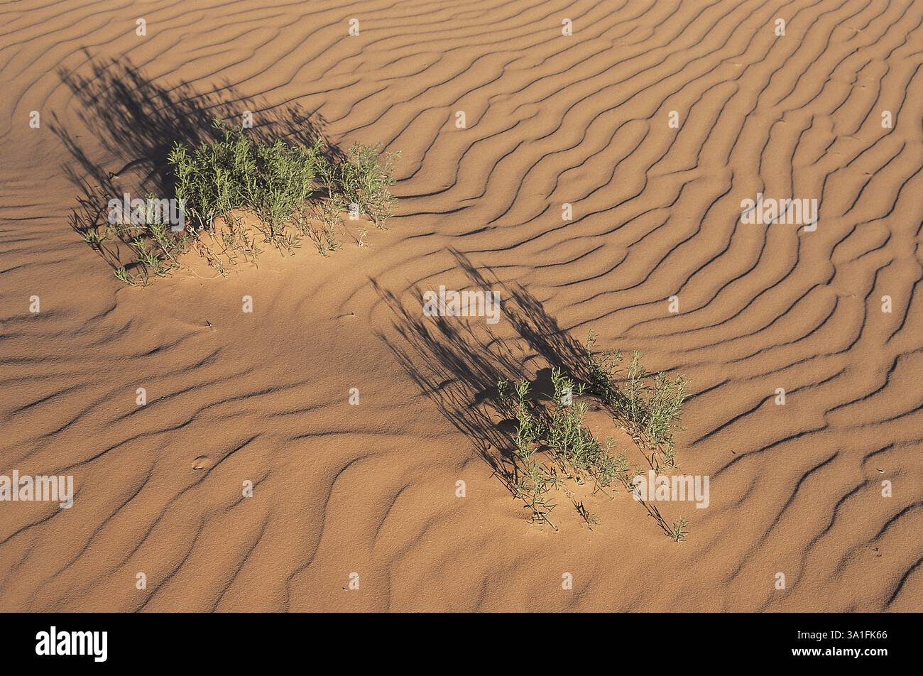 Pattern of sand in red coral, Desert NP, Utah, U.S.A. United States of ...