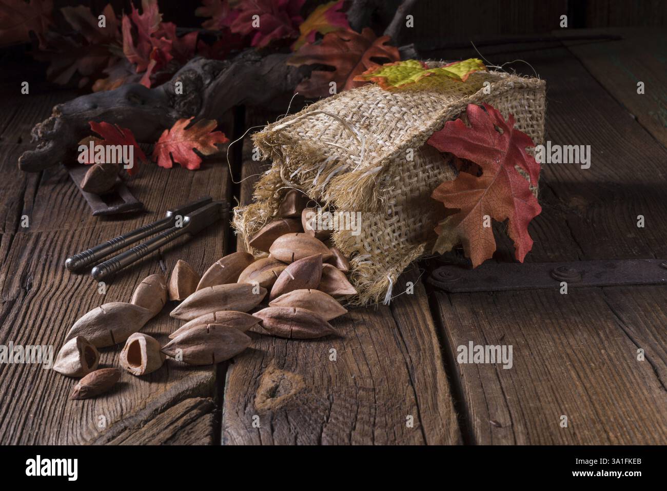 Canarium ovatum, commonly known as pili is a species of tropical tree ...
