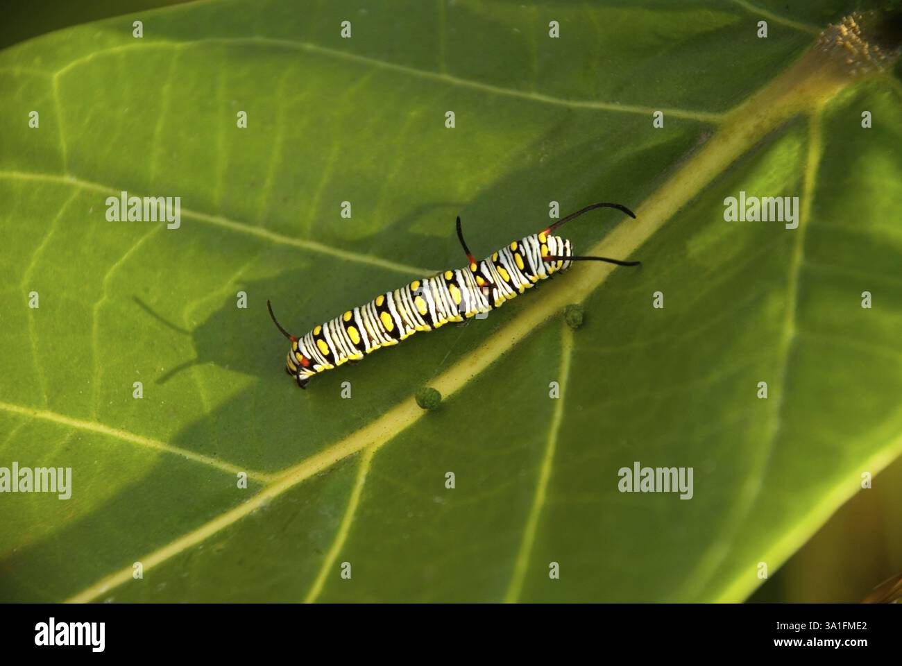 Insects, Monarch Caterpillar with its distinctive stripes to warn off ...