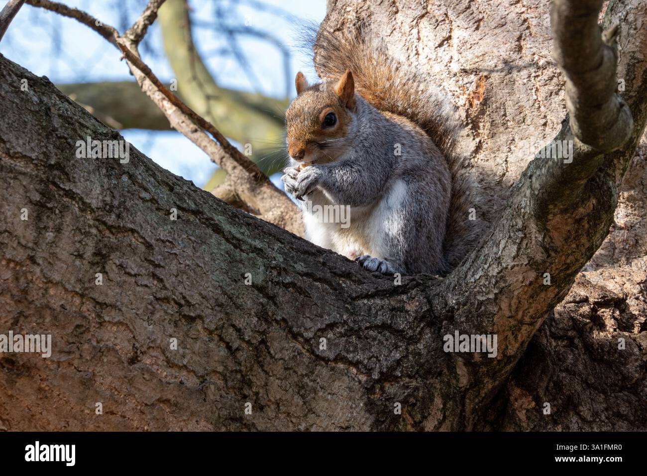 Squirrel eating seed on tree hi-res stock photography and images - Alamy