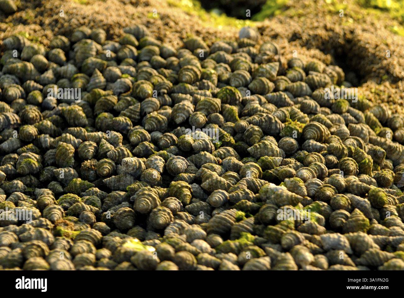 Pingleshwar gujarat hi-res stock photography and images - Alamy