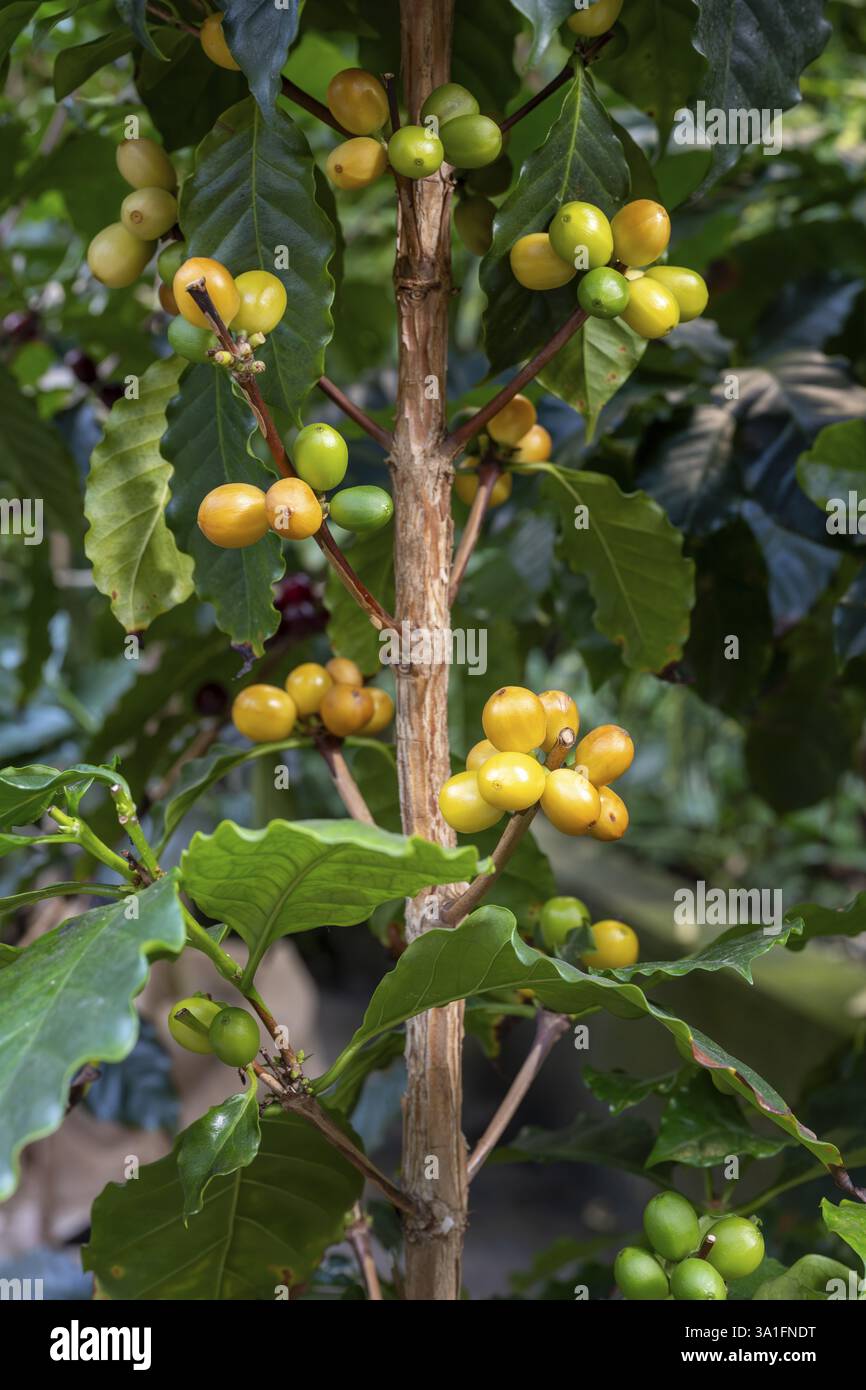 Coffee plant, Arabica coffee, with stone fruits, coffee cherries of ...
