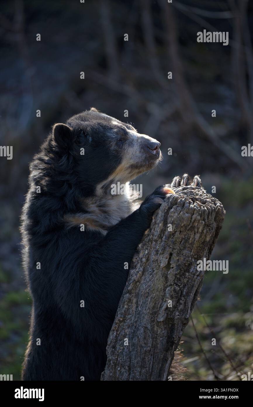 Spectacled bear (Tremarctos ornatus) or Andean bear, captive ...