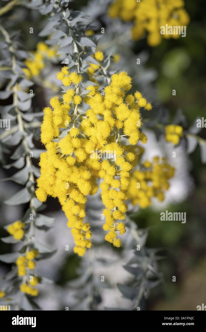 Flowers from a Cootamundra acacia or Baileys acacia (Acacia baileyana ...