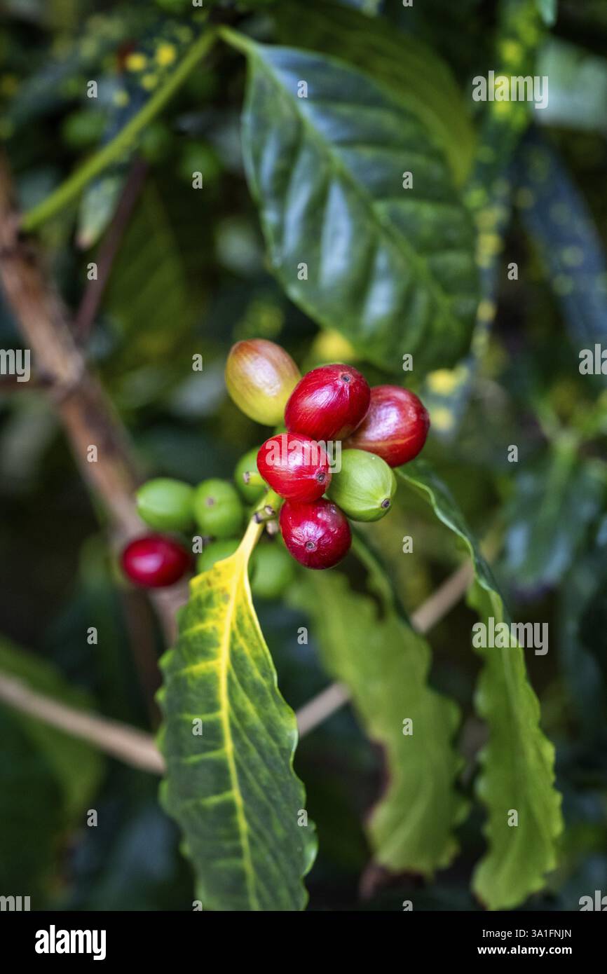 Coffe stages hi-res stock photography and images - Alamy