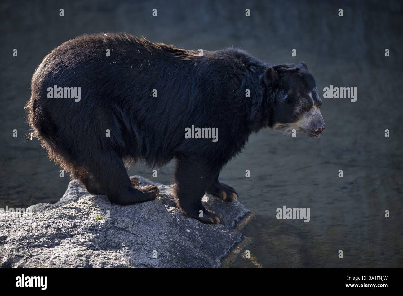 Spectacled bear (Tremarctos ornatus) or Andean bear, captive ...