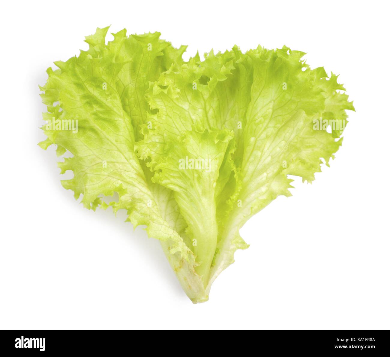Individual leaf anatomy hi-res stock photography and images - Alamy