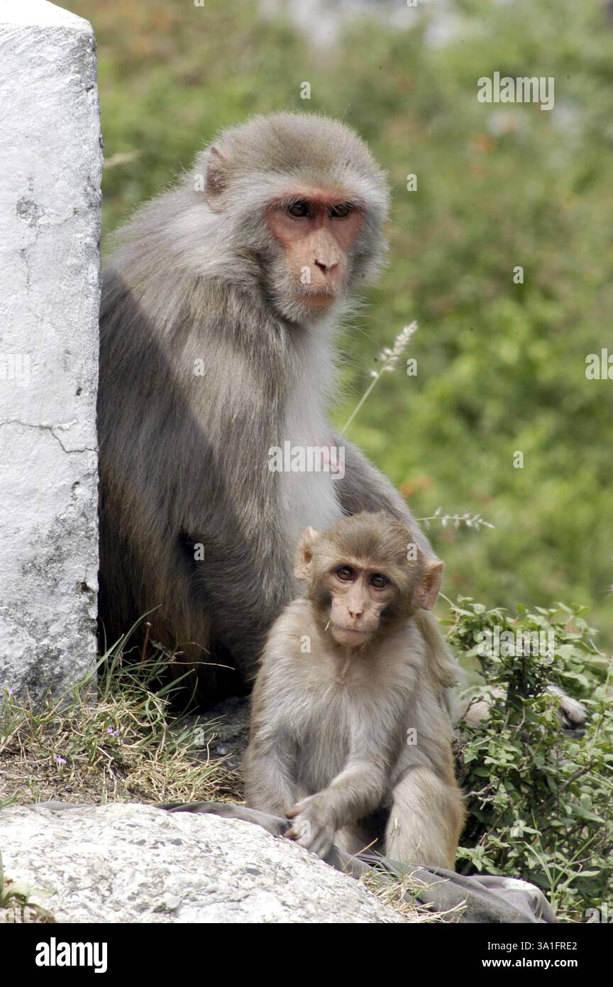 Monkeys at Chamunda Valley in Himachal Pradesh, India, Asia Stock Photo ...