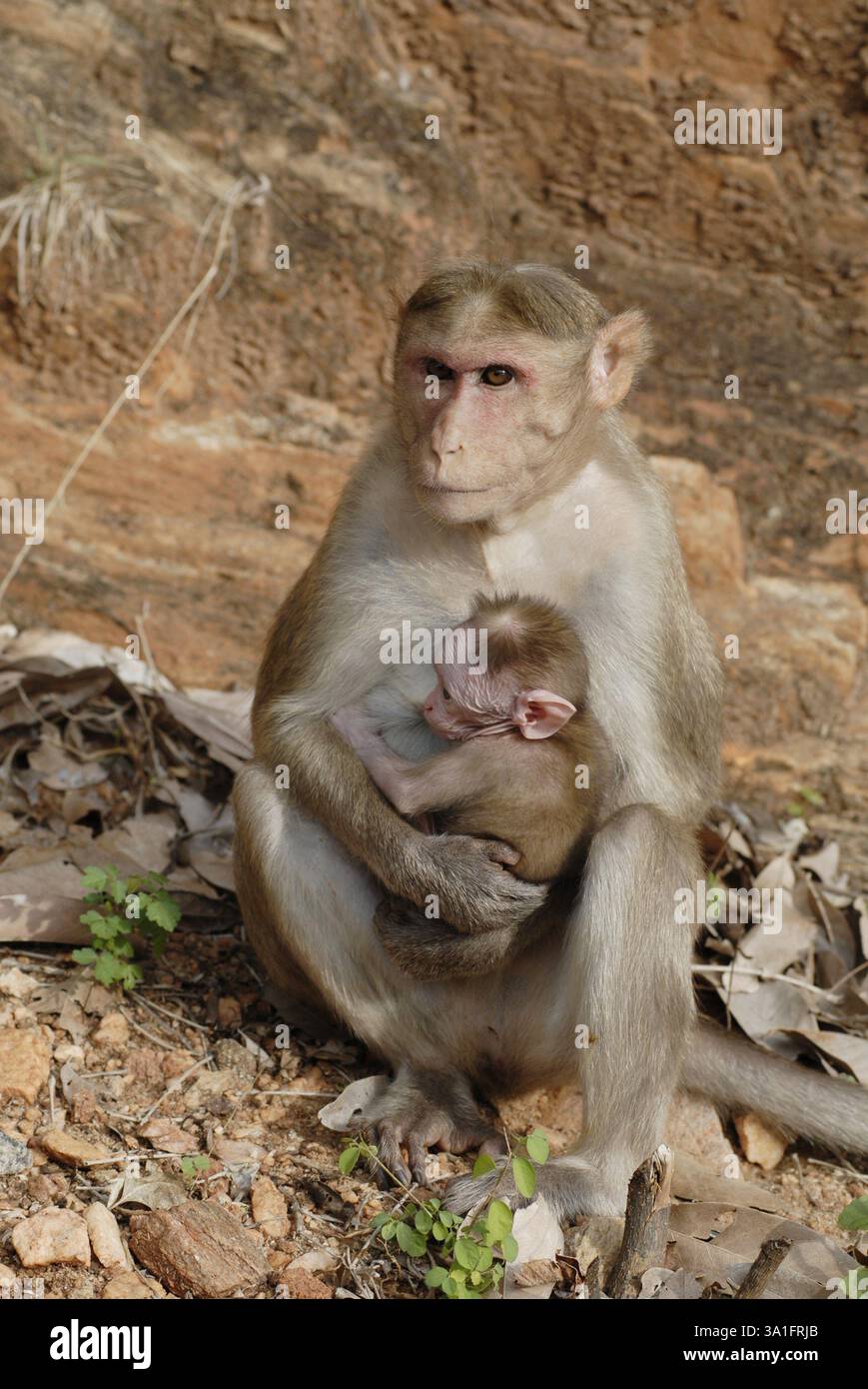 Bonnet monkey with baby on roadside of forested hill, Palamuthircholai ...