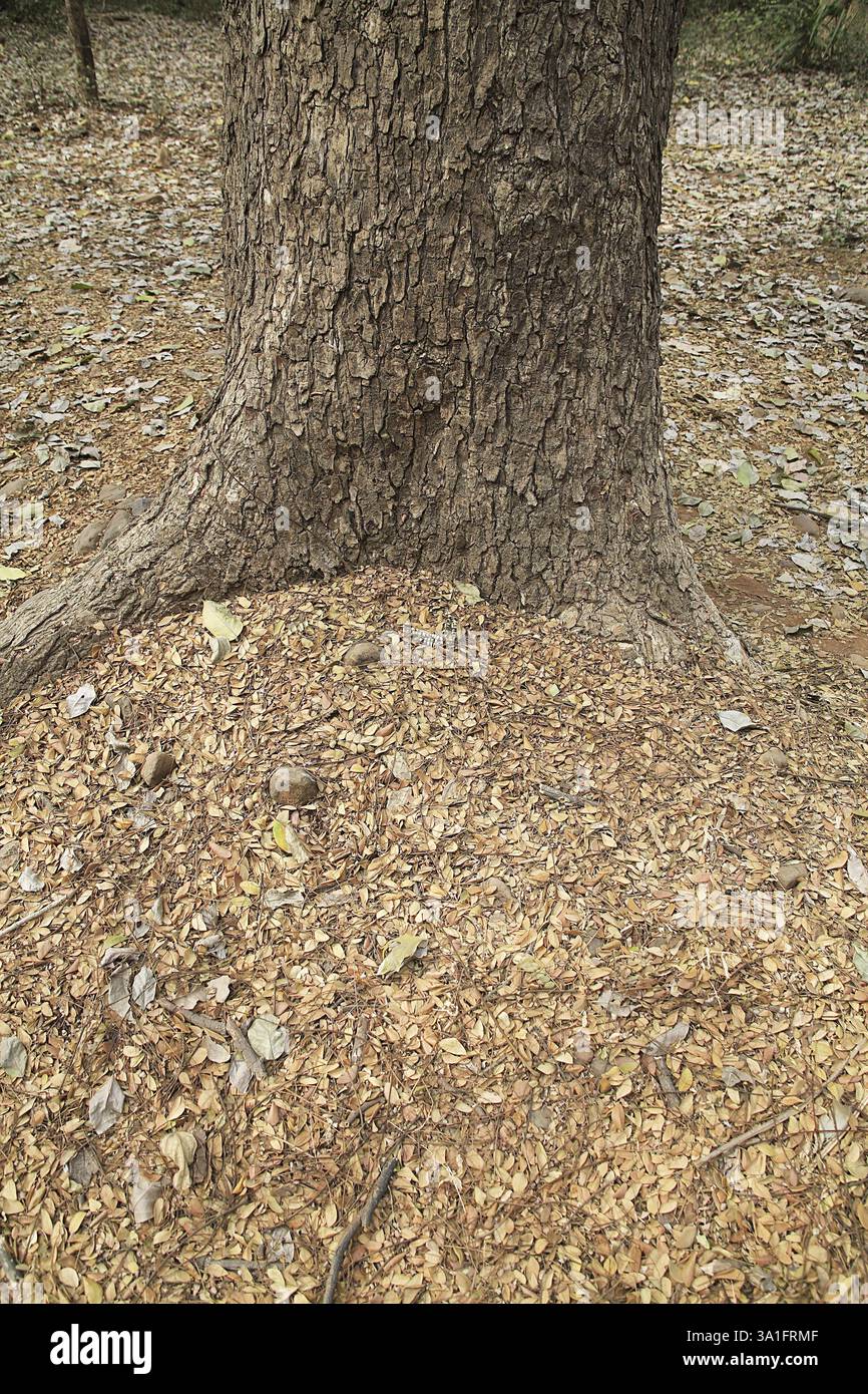 Dry leaves around tree trunk in Sanjay Gandhi National Park, Borivali ...