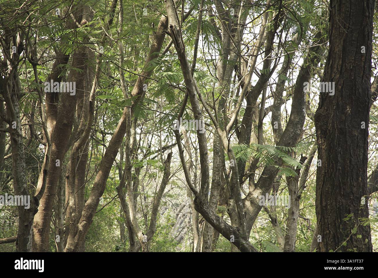 Tree in Sanjay Gandhi National Park, Borivali, Bombay Mumbai ...
