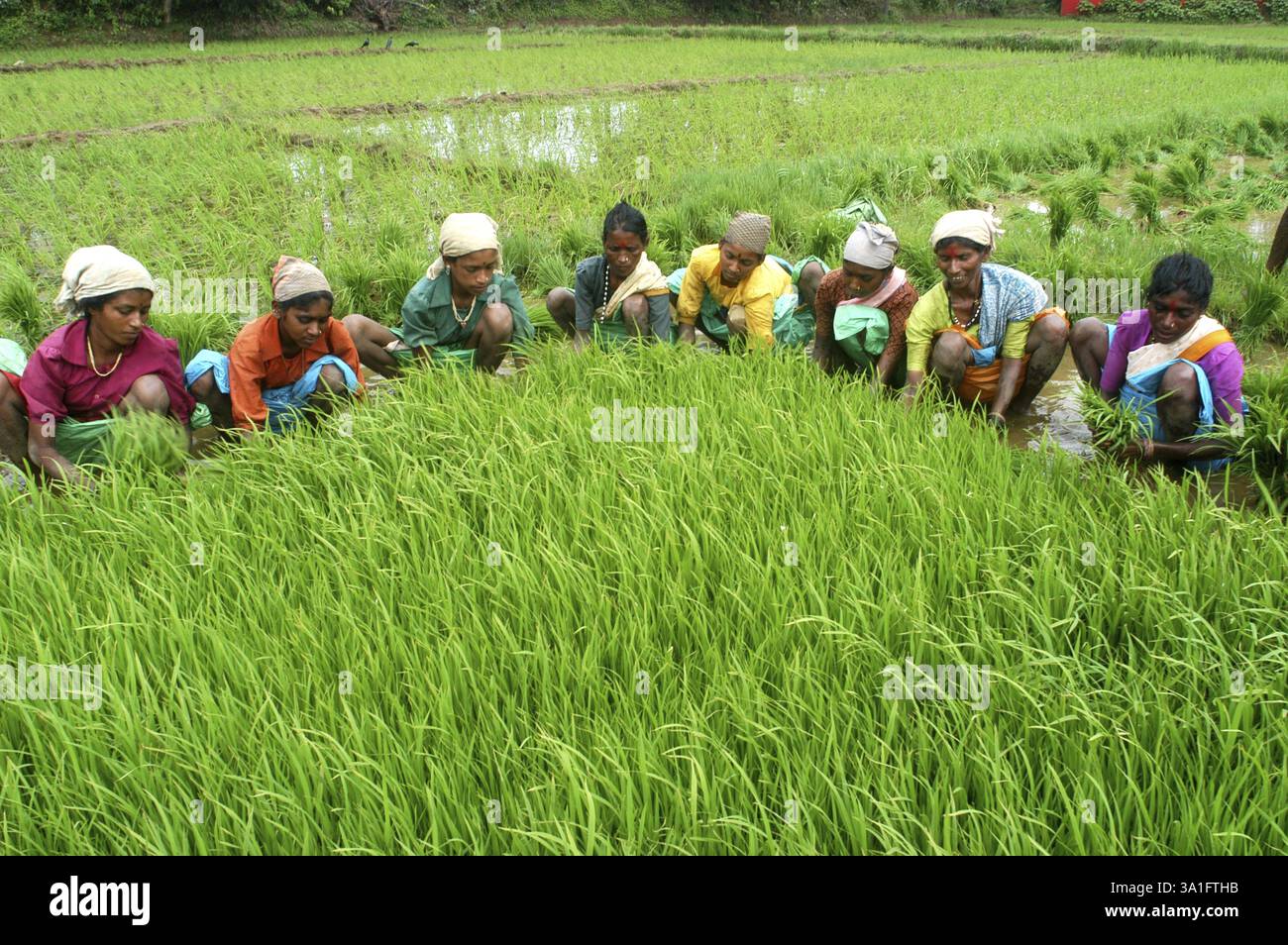 Farm workers working in the Rice fields in Goa, India, Asia Stock Photo ...