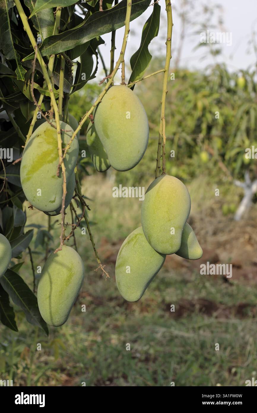 Mango cultivation, India, Asia Stock Photo - Alamy