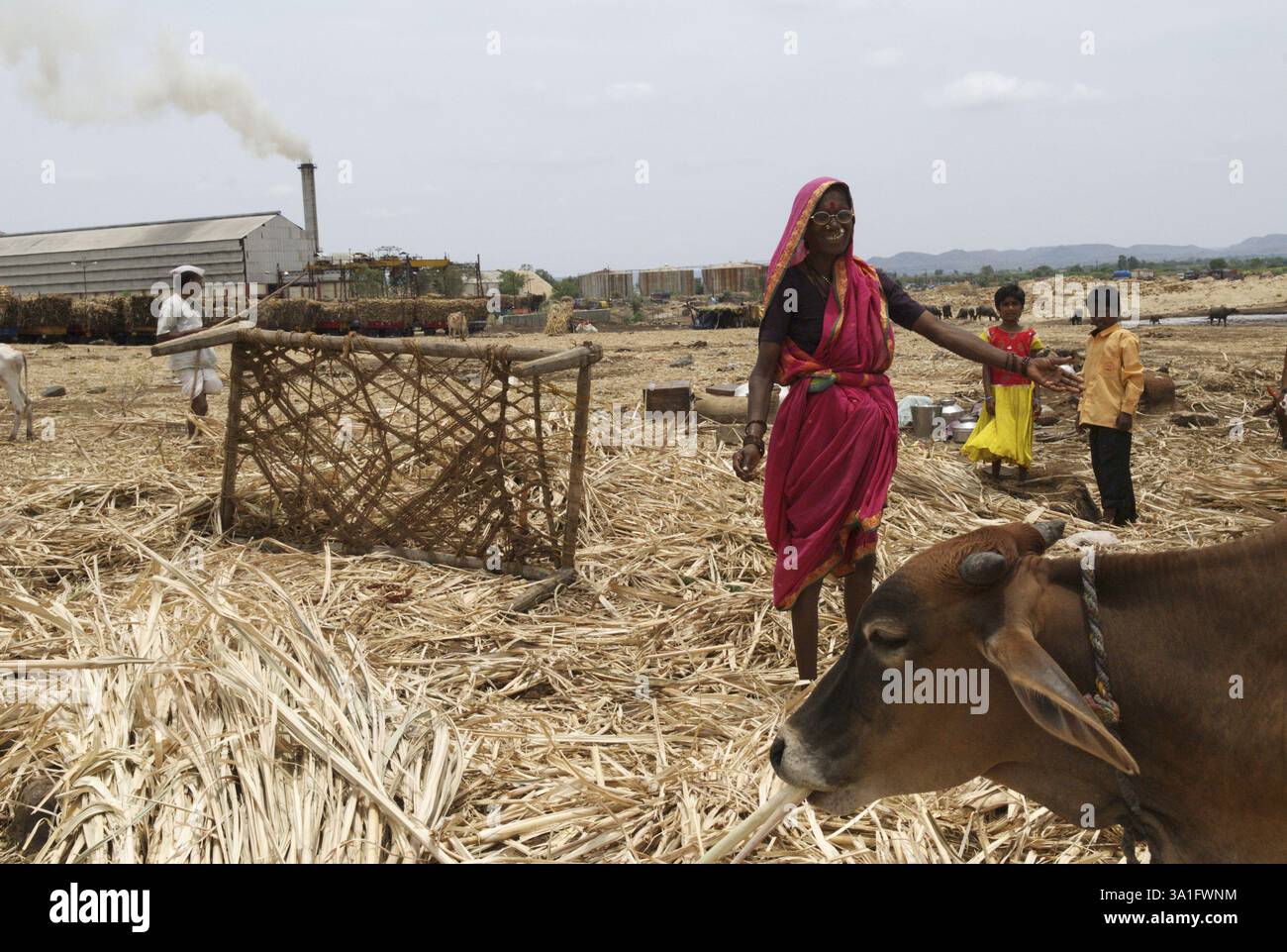Migration due to water scarcity, Beed, Maharashtra, India, Asia Stock ...
