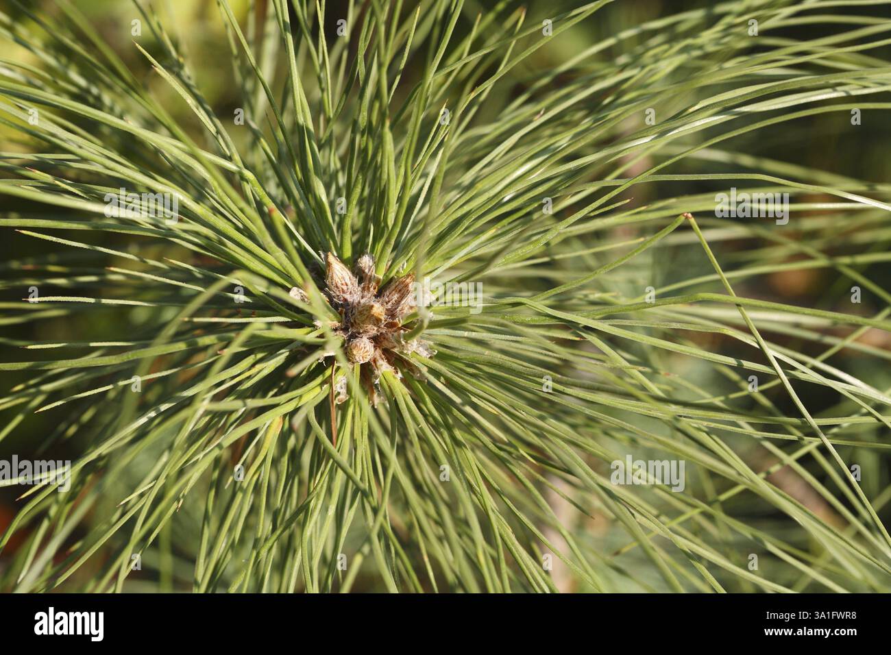 Medicinal plant, pine, Chir, botanical name Pinus roxbughii Stock Photo ...
