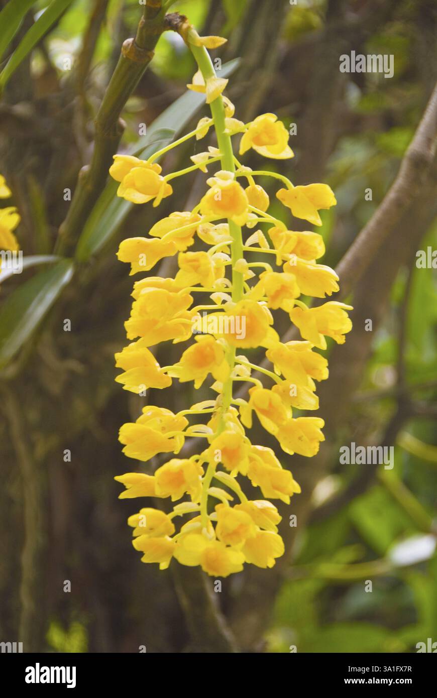 Orchids, Sikkim, India, Asia Stock Photo - Alamy