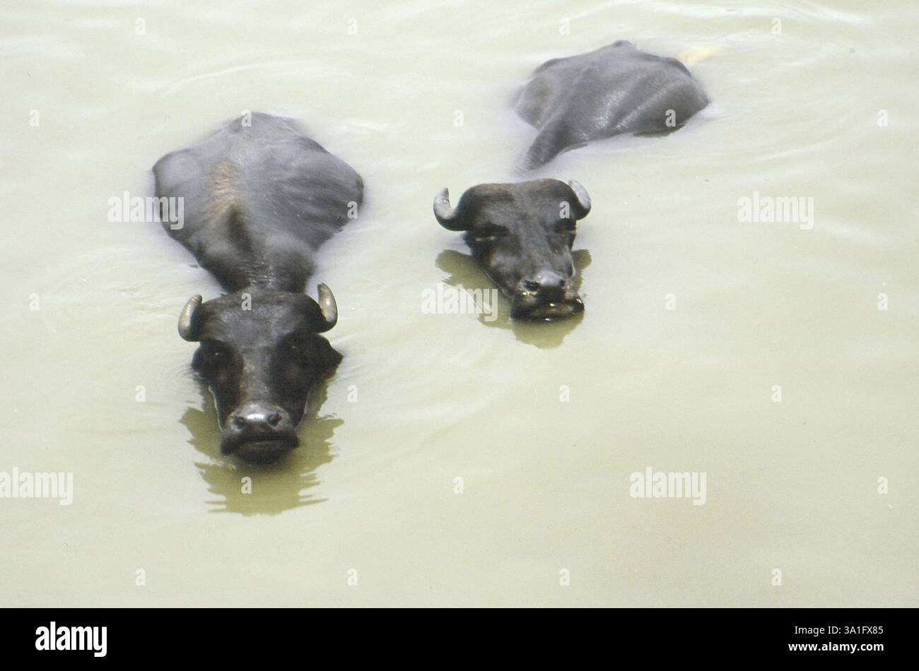 Bathing of buffalos hi-res stock photography and images - Alamy