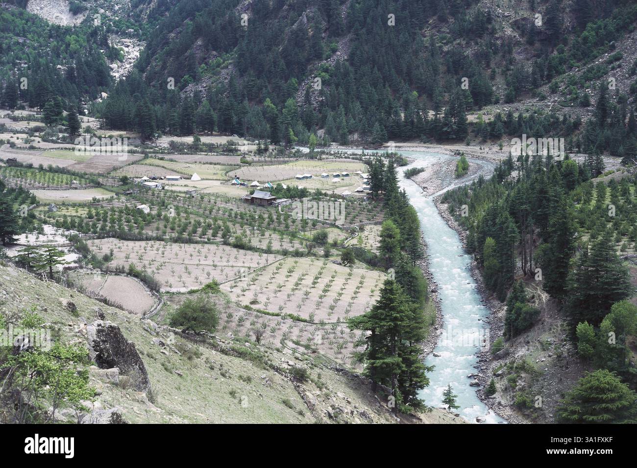Apple orchards, Baspa river, Sangla valley, Himachal Pradesh, India ...