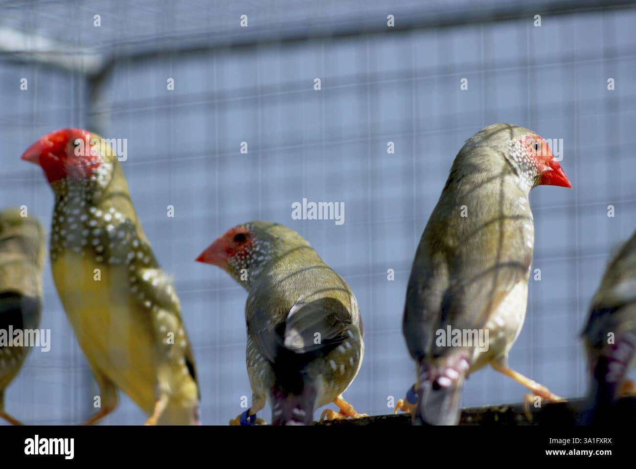 Birds, Variety, Star Finch Specimen (Poephila Ruficauda Stock Photo - Alamy
