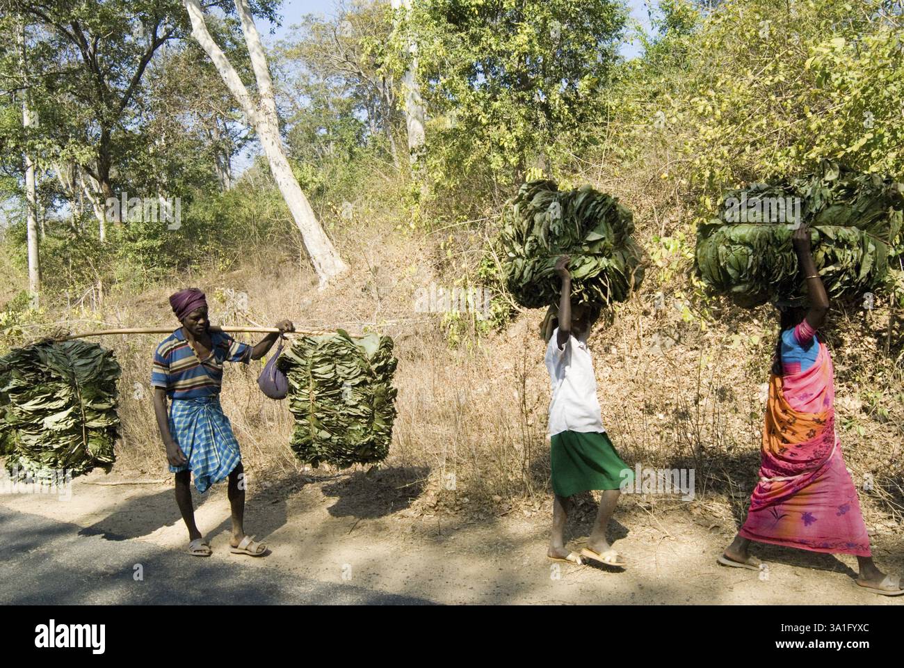 Tribal carrying loads of leaves, Jharkhand, India, Asia Stock Photo - Alamy