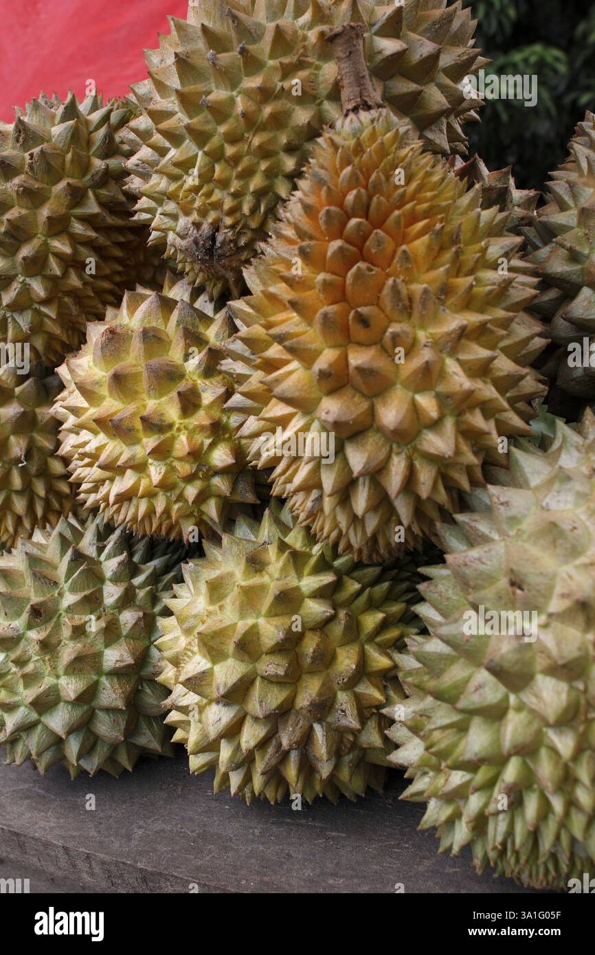 Durian from malay durian, Sri Lanka, Asia Stock Photo - Alamy