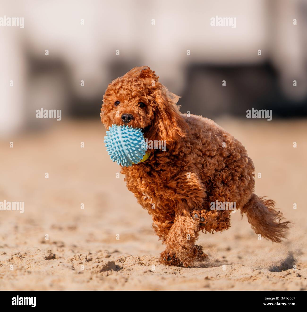 Happy fluffy cockapoo dog running holding toy on beach Stock Photo - Alamy