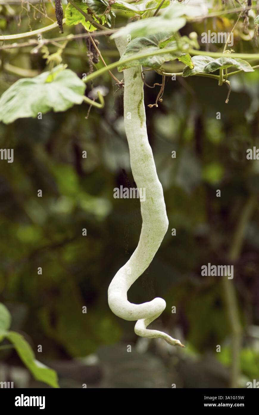 Vegetables, snake gourd trichosanthes kirilowii hanging on branch, Kalamb, Taluka Vasai ...