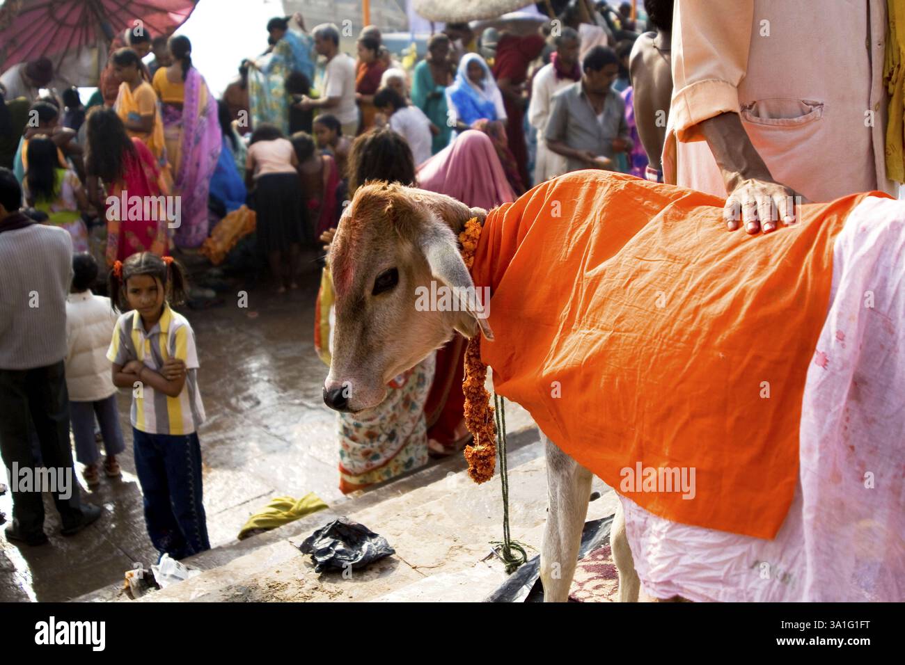 Cow worship in Hindu religion in Varanasi, Uttar Pradesh, India, Asia ...
