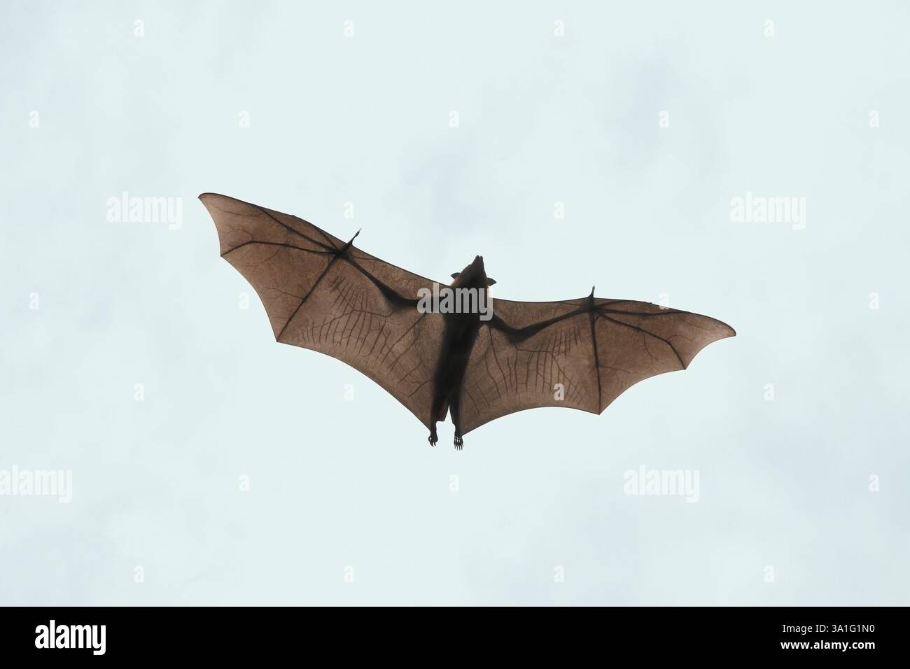 Indian flying fox found in district Bhuj, Kutch, Gujarat, India, Asia ...