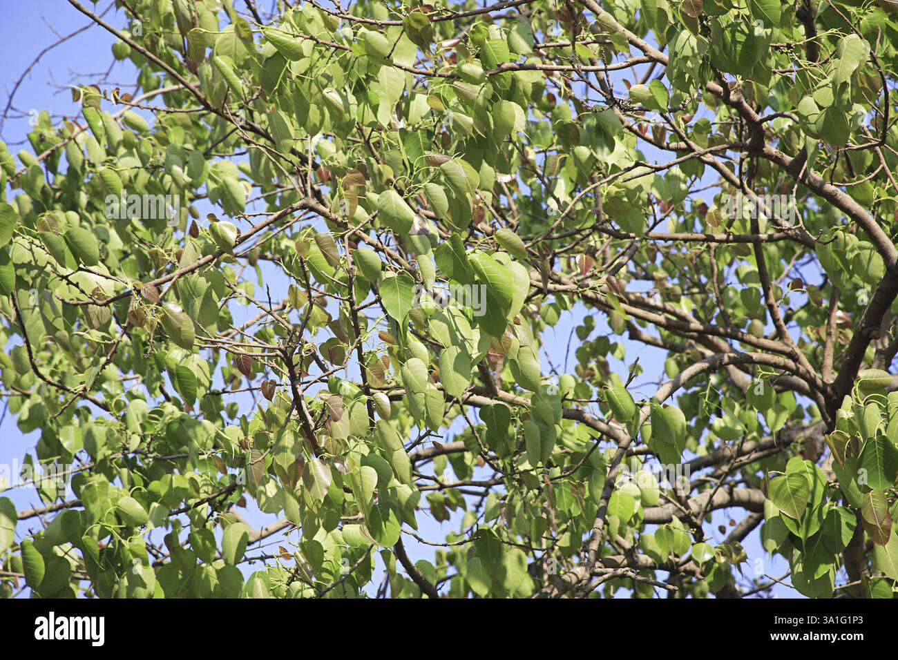 Pippal tree, India, Asia Stock Photo - Alamy