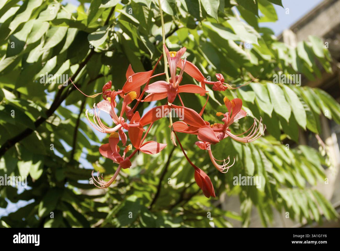 Red flower pride of orchid Marathi name ratanjyot amhersita nobilis ...