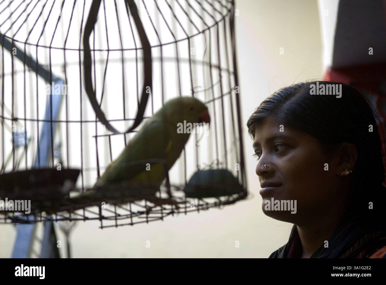 Parrot gazes hi-res stock photography and images - Alamy