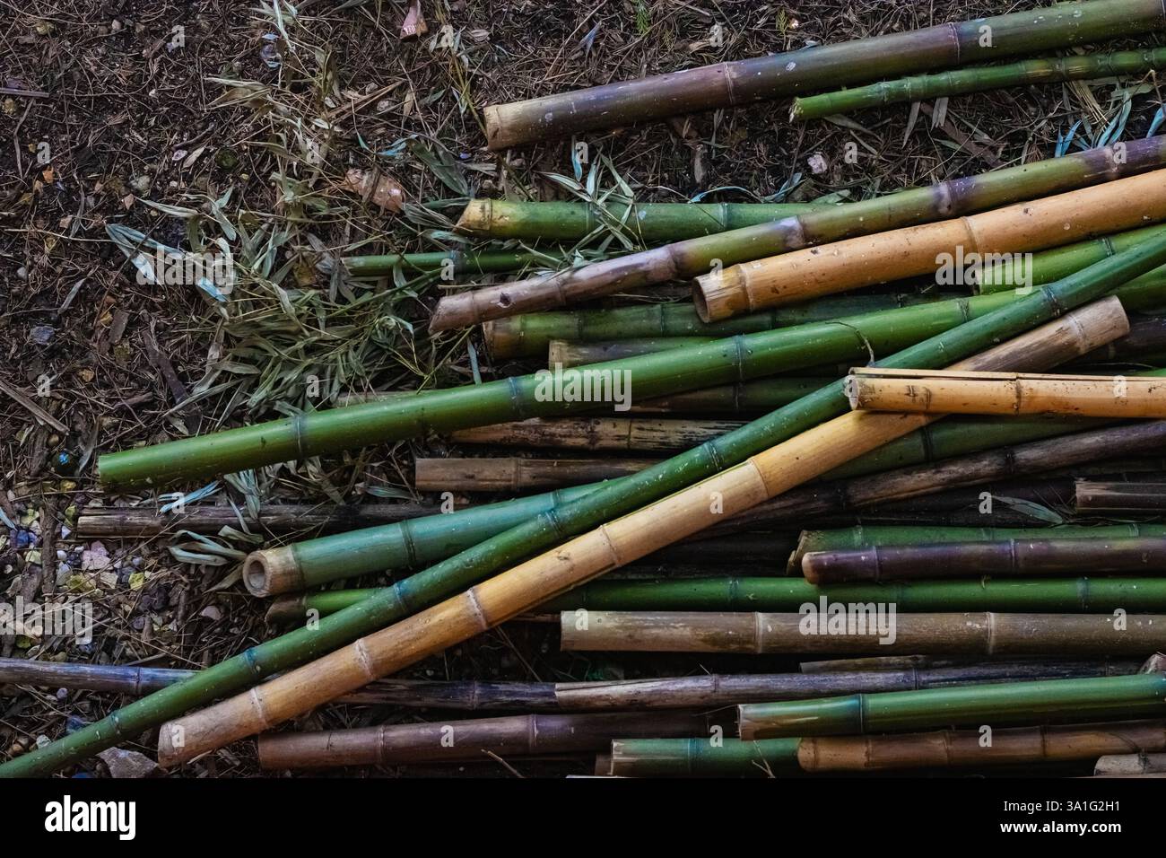 Bamboo logs hi-res stock photography and images - Alamy