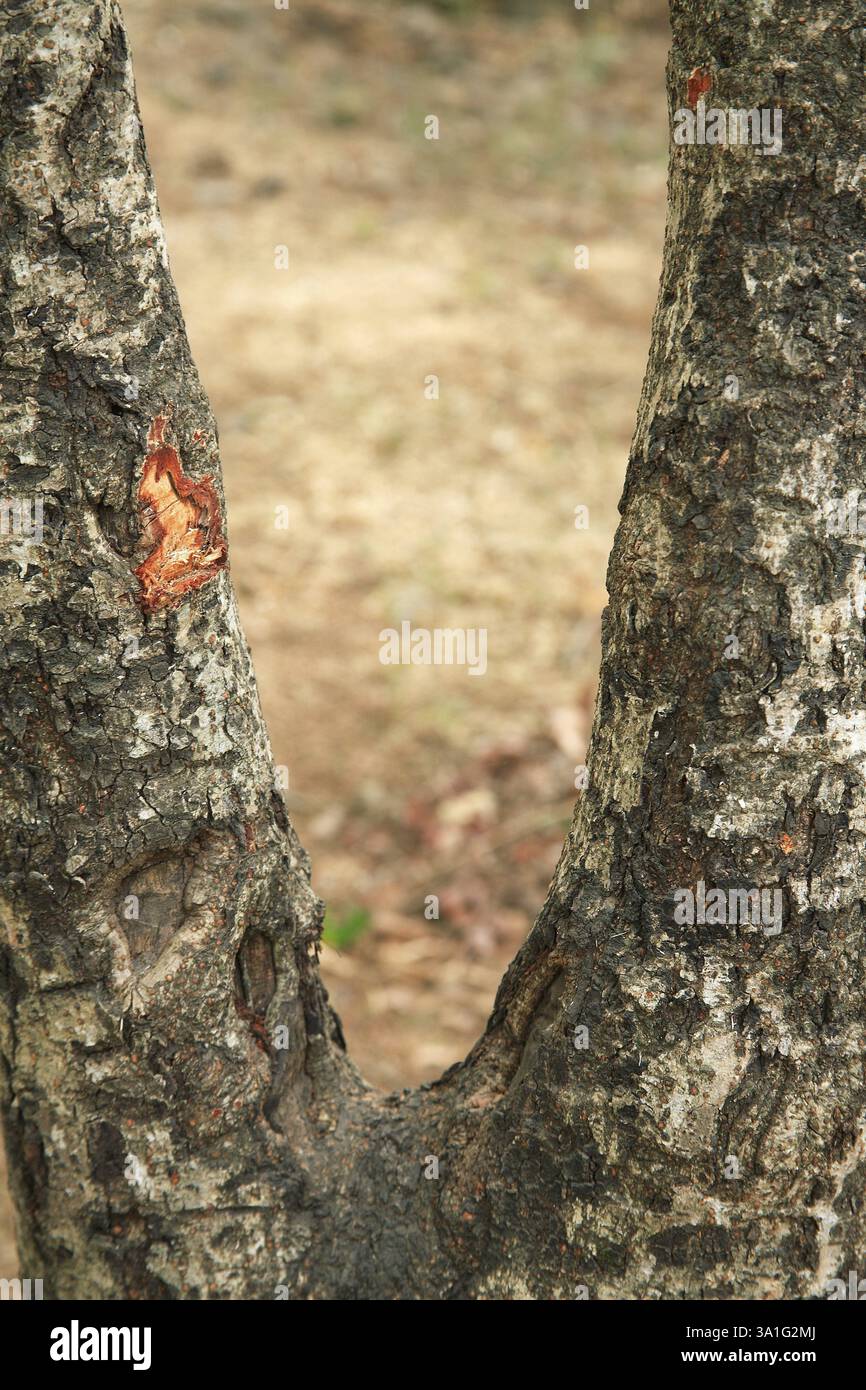 Trunk texture in Sanjay Gandhi National Park, Borivali, Bombay Mumbai ...