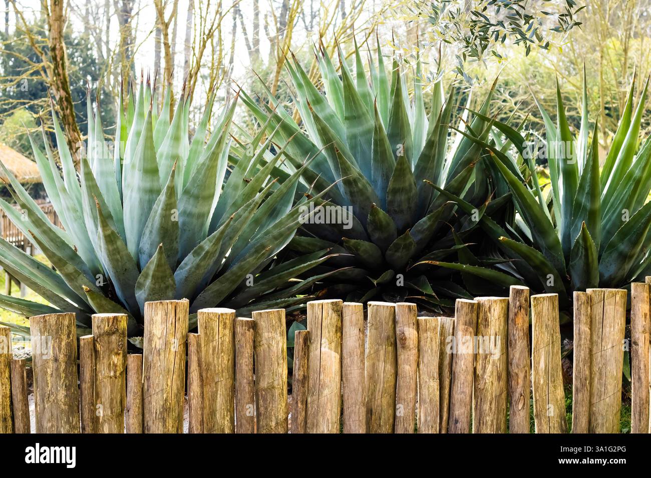 Spiky agave plants behind the wooden fence Stock Photo - Alamy